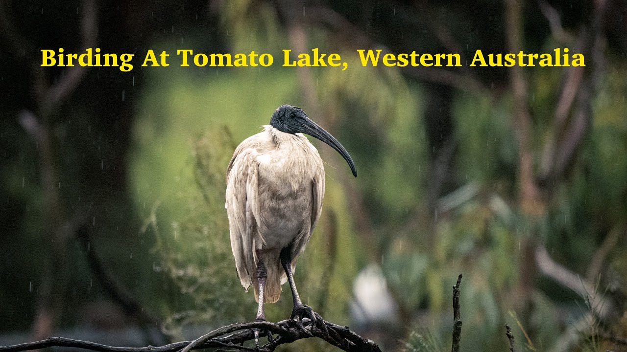 Birding At Tomato Lake in Western Australia - YouTube