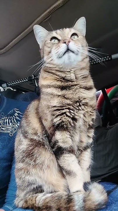 Precious Pussycat Show Tail Thumper Cat Catlover Purrfectlyadorable