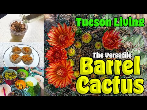 Where Can I Take Cacti For Composting In Tucson