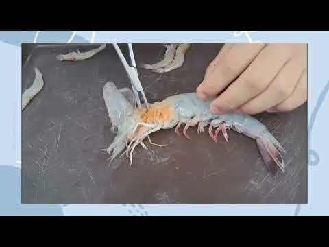 Anatomía Externa e Interna del Camarón 🦐 | Práctica #6 - YouTube