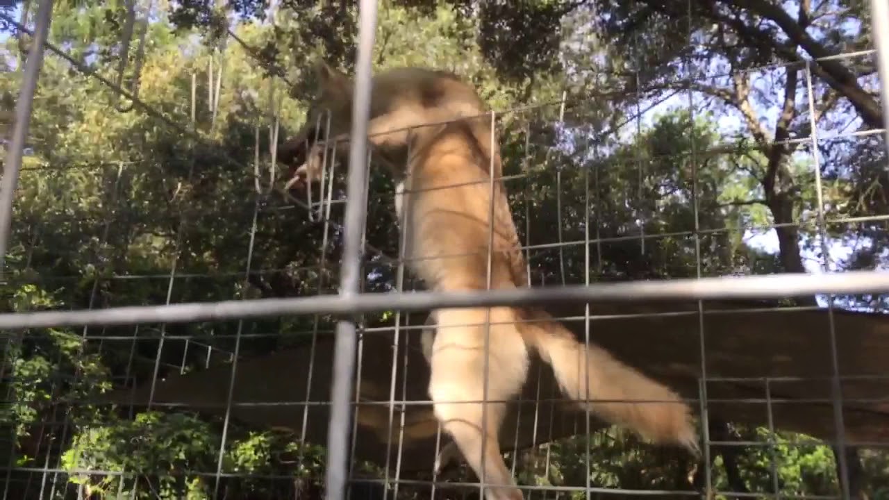 Wolf escapes enclosure! - YouTube