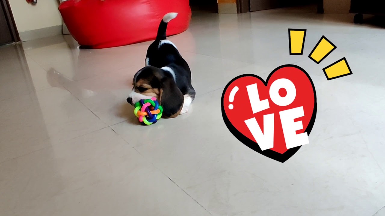 COCO The Beagle remembering day 1|puppy accessories|Puppy Requirement ...