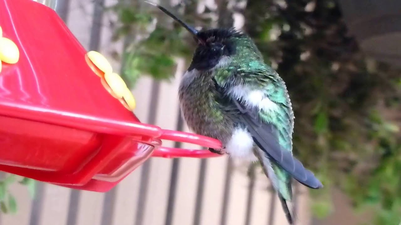 hummingbird in torpor 1 18 2015 - YouTube