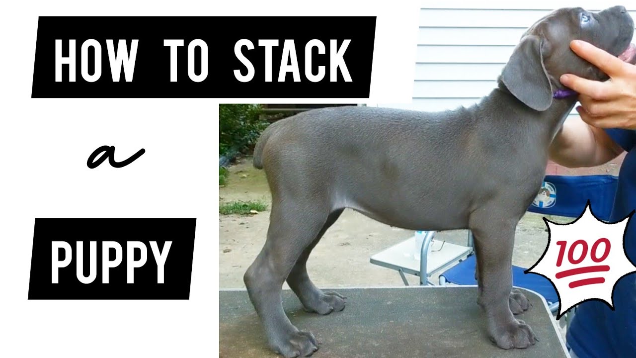 Stacking A Dog using our Cane Corso Puppies - YouTube