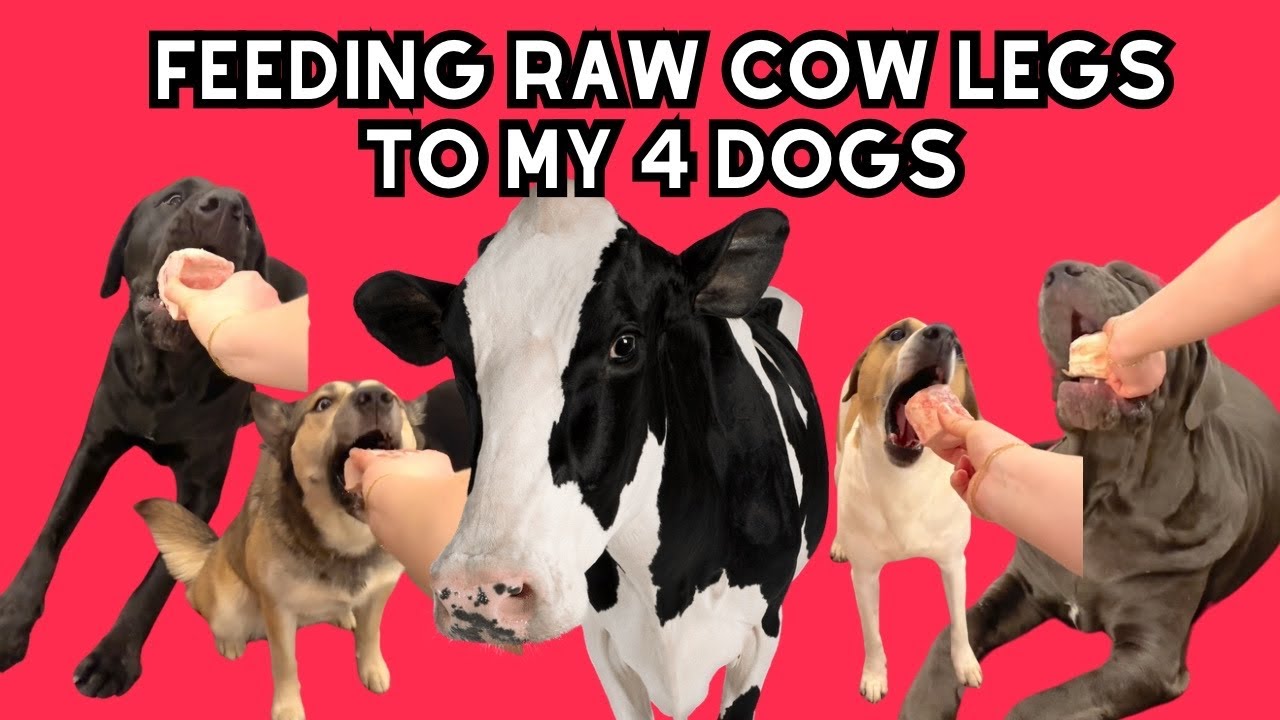 FEEDING RAW COW LEGS TO MY 4 DOGS 😱🐮🥩🦴 - YouTube