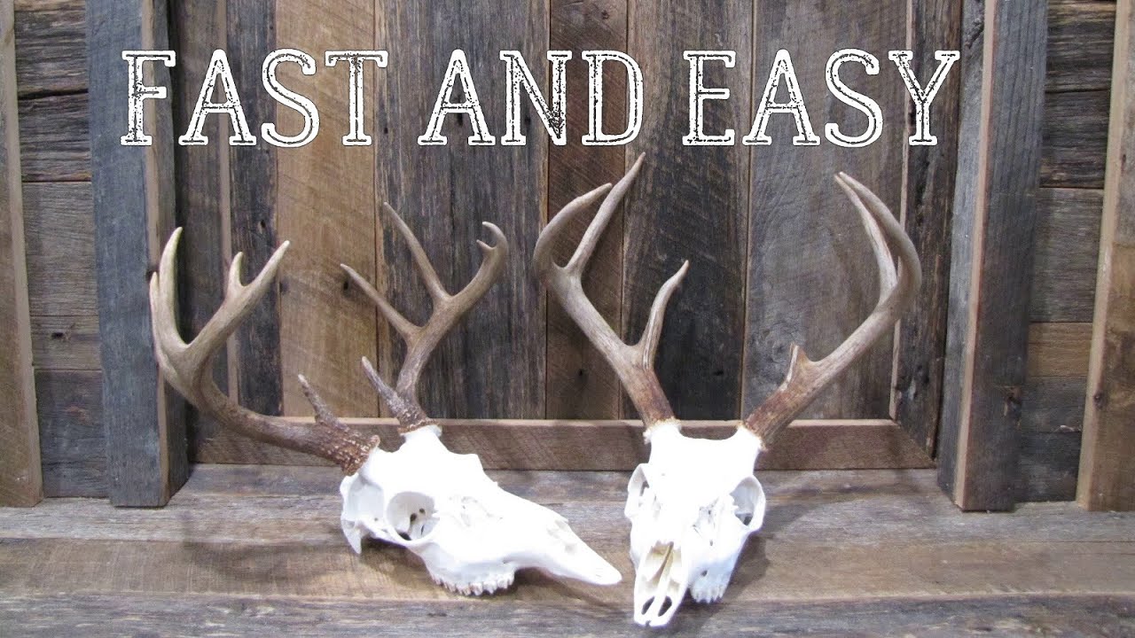 Fastest and Easiest way to Clean a Skull - YouTube