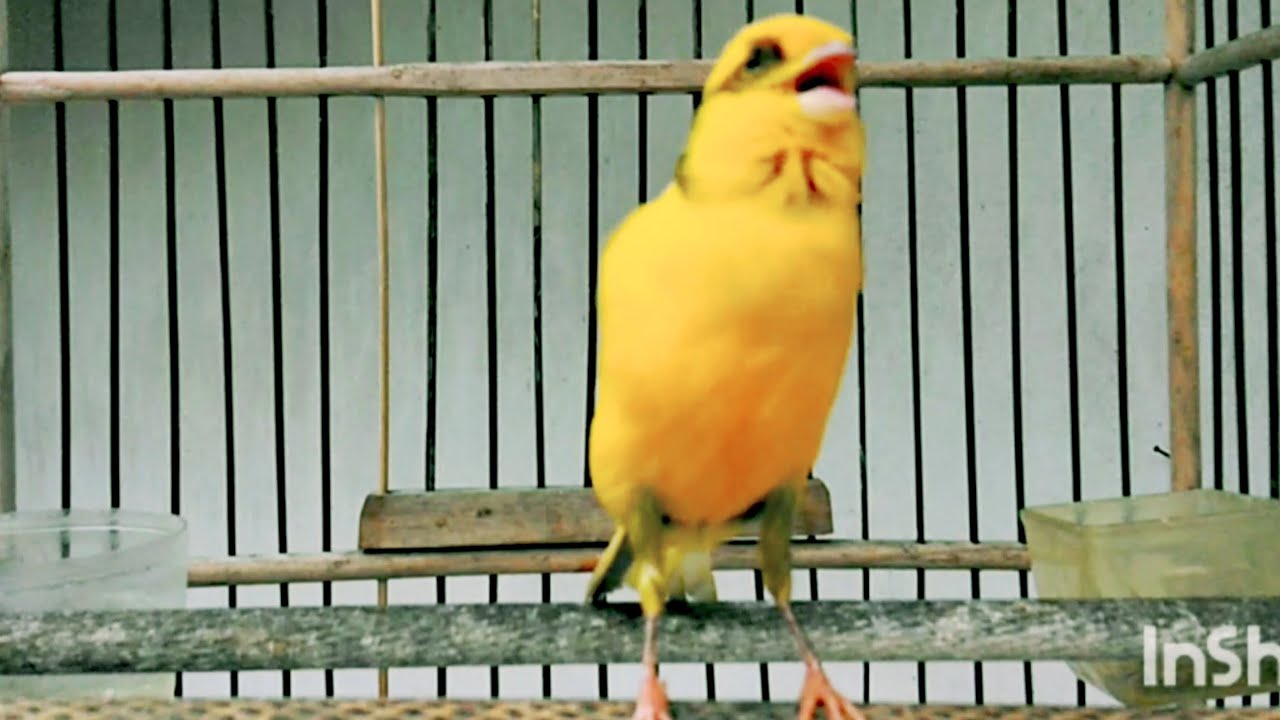 BEST canary singing / waterslager canary singing for training / canary ...