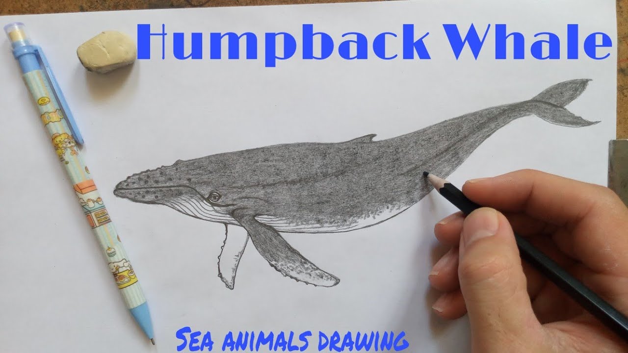 How to draw Humpback whale - YouTube