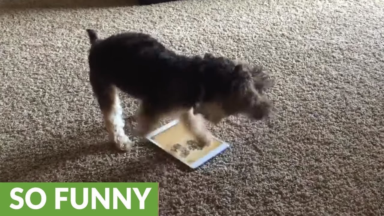 Gaming dog goes for high score on tablet game - YouTube