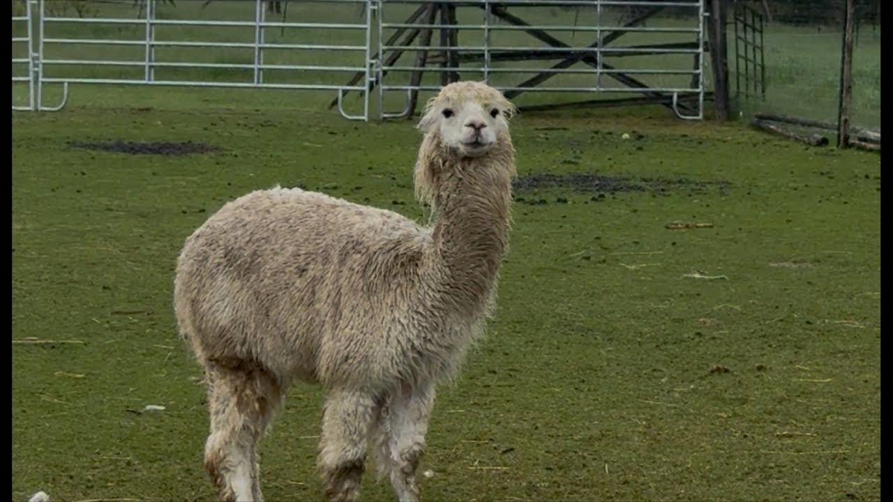 Useless Farm Sunday Chores - YouTube