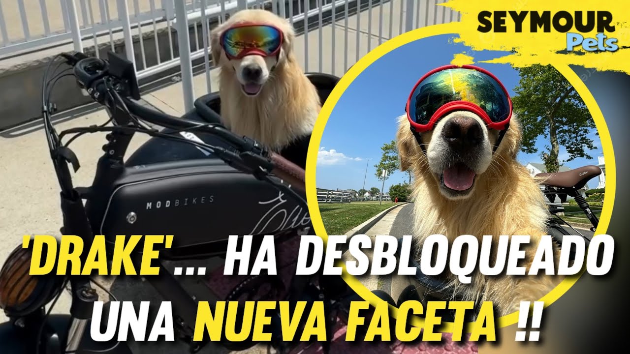 'Drake The Pup Star'... cautiva a sus seguidores a través de las redes ...