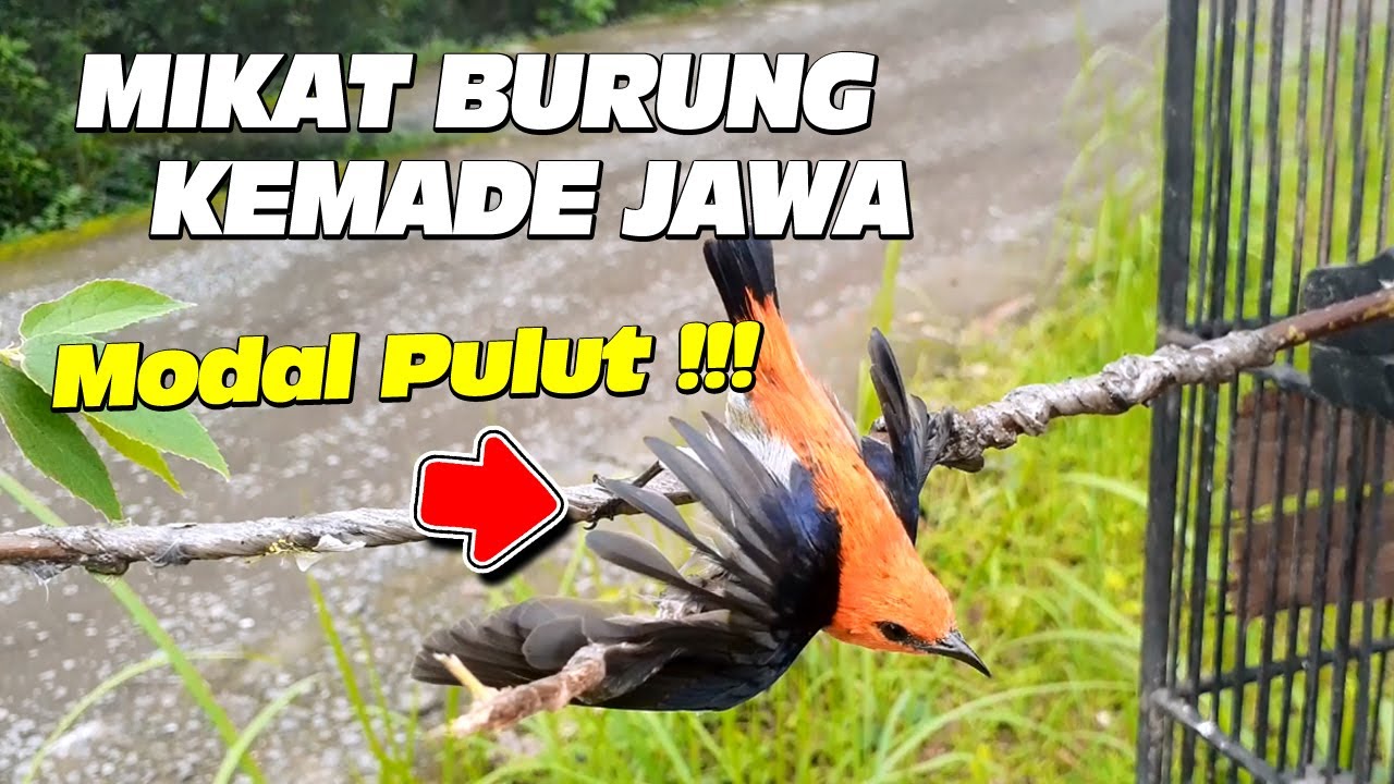 MIKAT BURUNG KEMADE DI ALAM GAMPANG BANGET !!! - YouTube