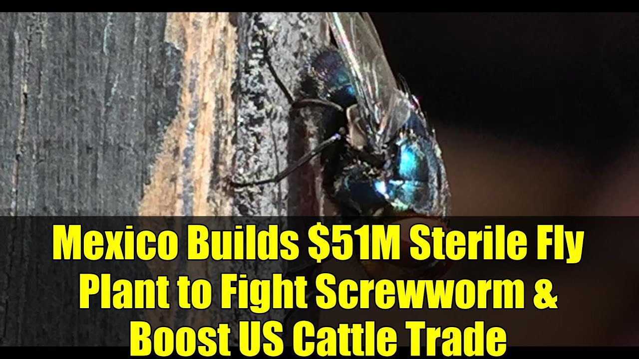 Mexico Builds $51M Sterile Fly Plant to Fight Screwworm & Boost US ...