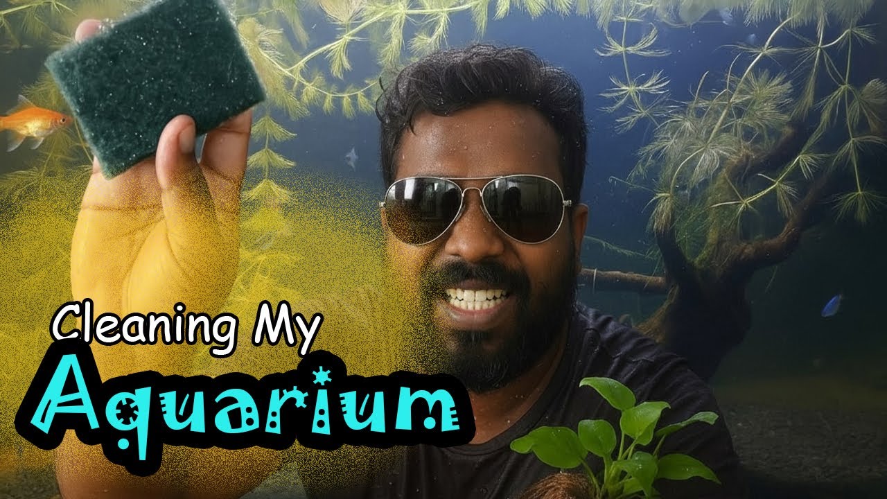 DISGUSTING to PERFECTION! ∣ Full Aquarium Cleaning - On the roads ...