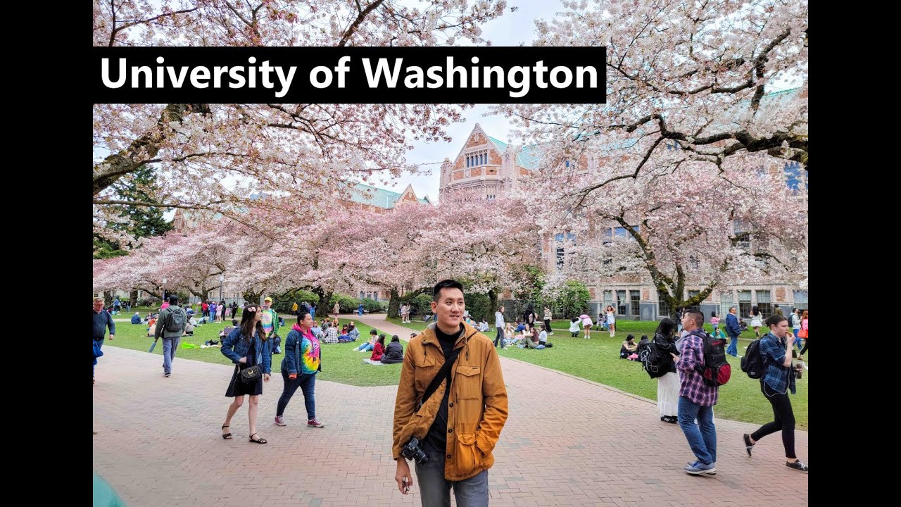 University of Washington | Cherry Blossom | Suzzallo and Allen ...