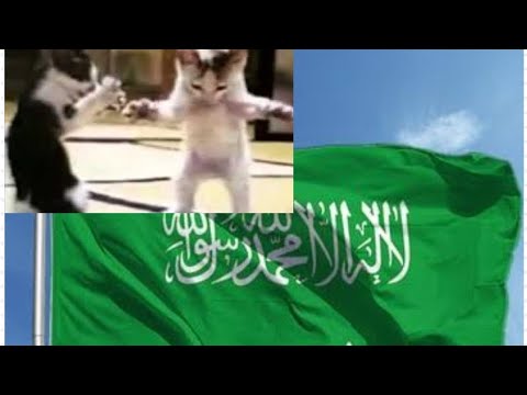 Komik kedi ARAPÇA SARKILAR #komikvideolar komik hahahhahahahahahhaha
