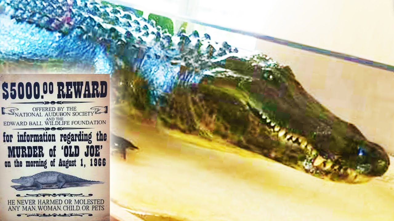 $5,000 REWARD - Old Joe, Stuffed Alligator | Roadside Attractions in ...
