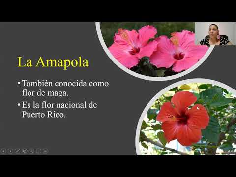 Flora de Puerto Rico - YouTube
