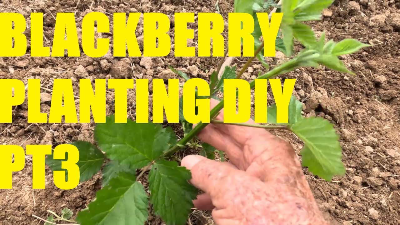Blackberry Planting DIY Part3 - YouTube