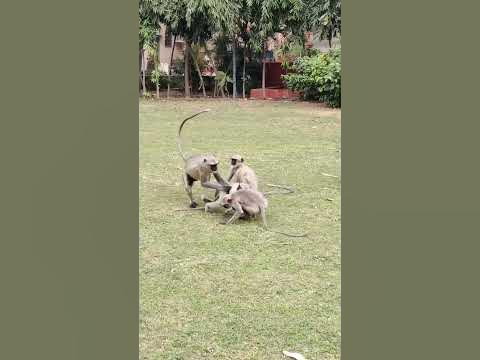 Elder Langur monkey teaches lesson to an young - YouTube