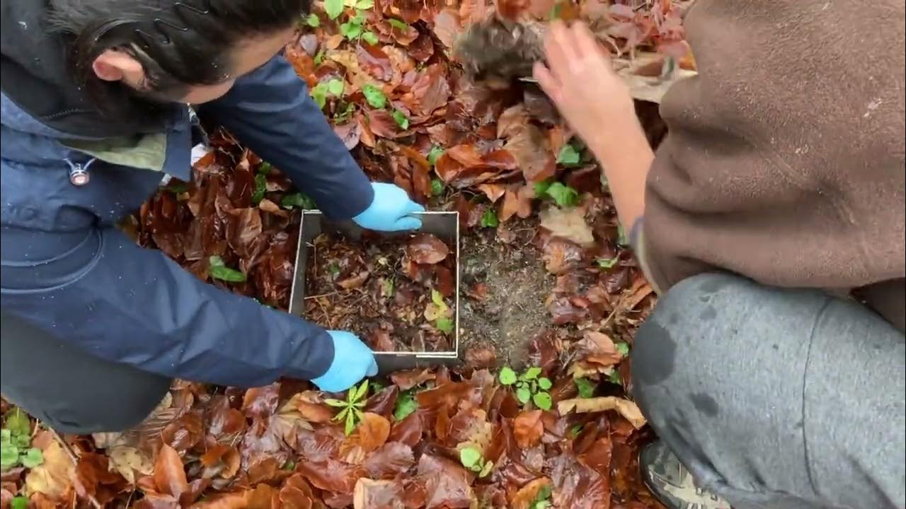 Sampling of soil invertebrates - Soil BON Foodweb protocol - YouTube