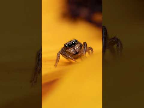 Jumping Spider Macro Photography #macro #cute #spider