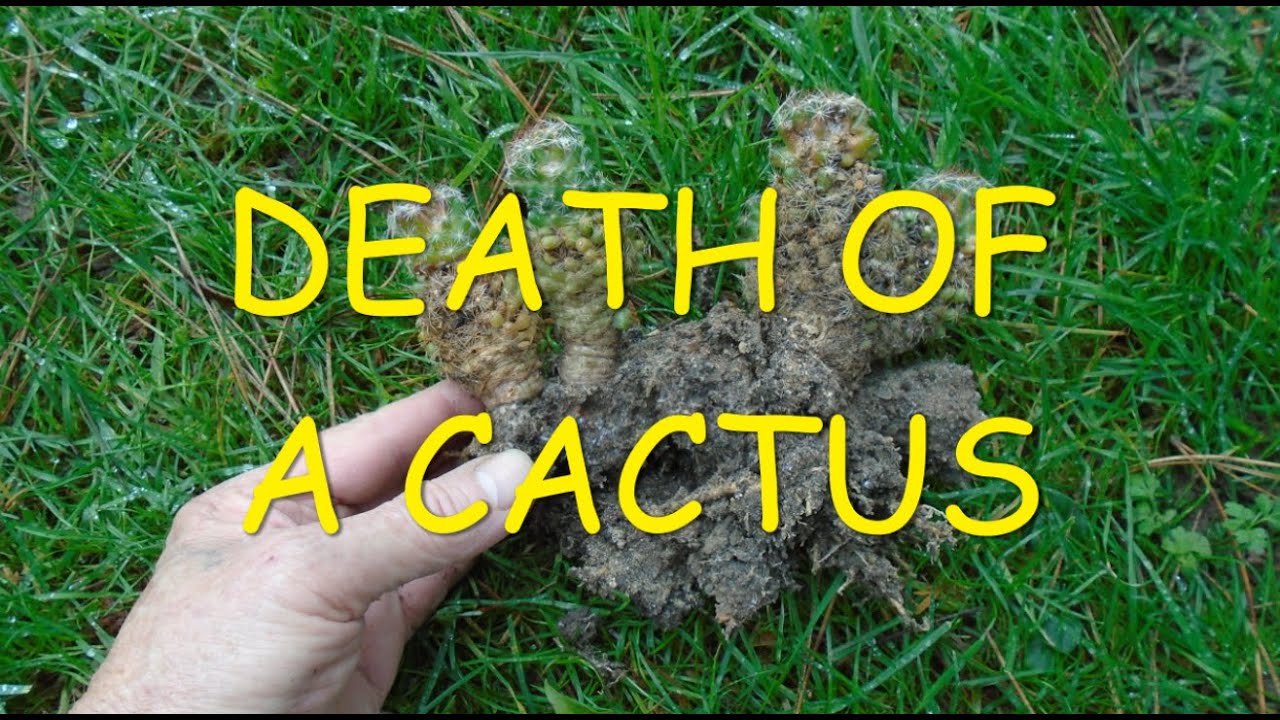 Death of a Cactus 🌵😬🌵 - YouTube