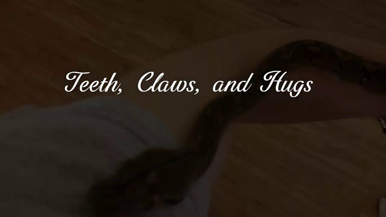 Reticulated Python vs Two Rats - YouTube