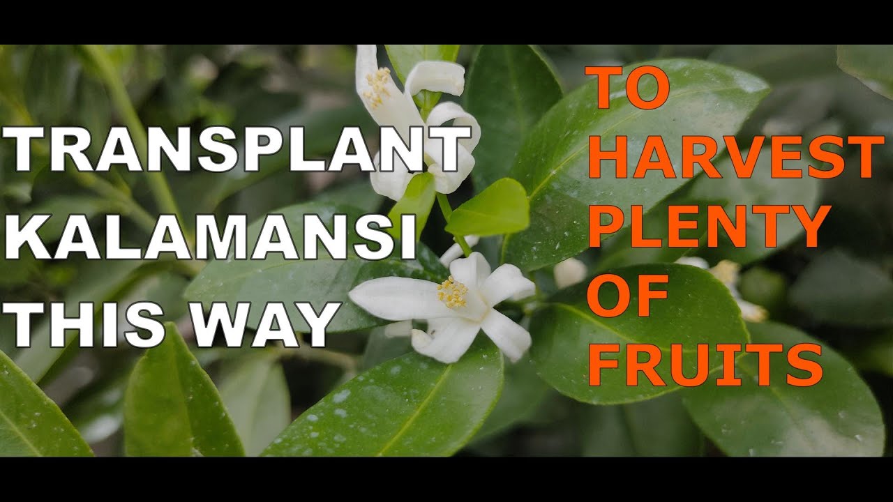 Tips in Transplanting Kalamansi/Calamondin Seedling to Harvest Plenty ...
