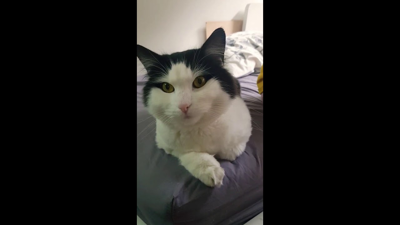 Lazy day of the Nanny cat🐾😹 - YouTube