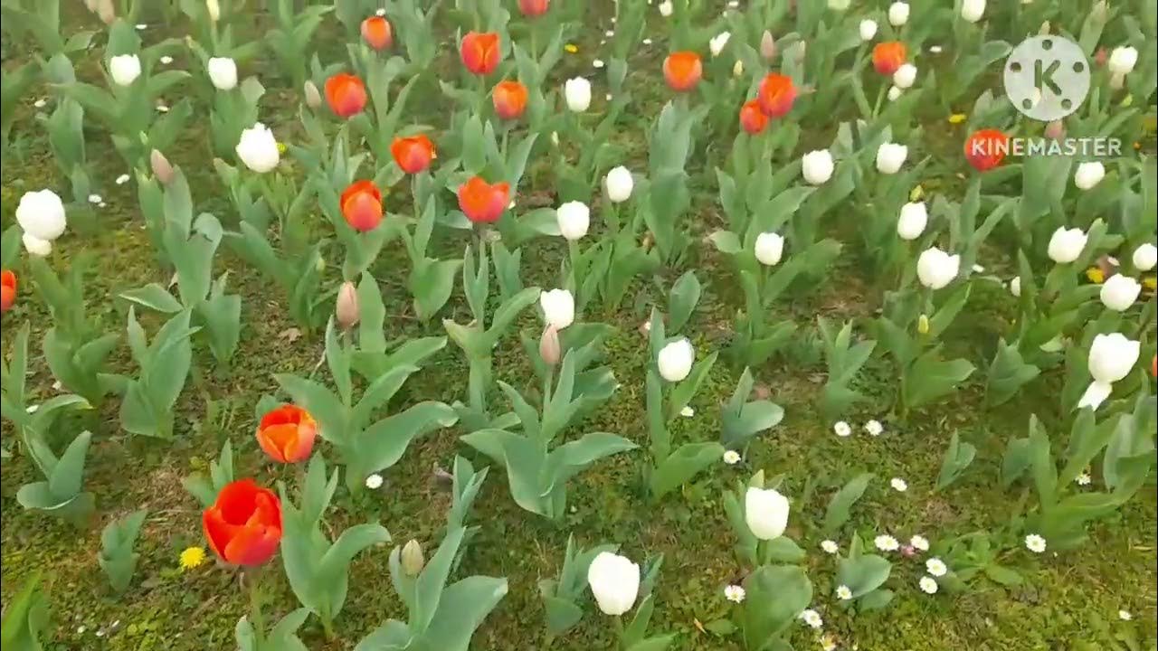 Spring is coming.. - YouTube