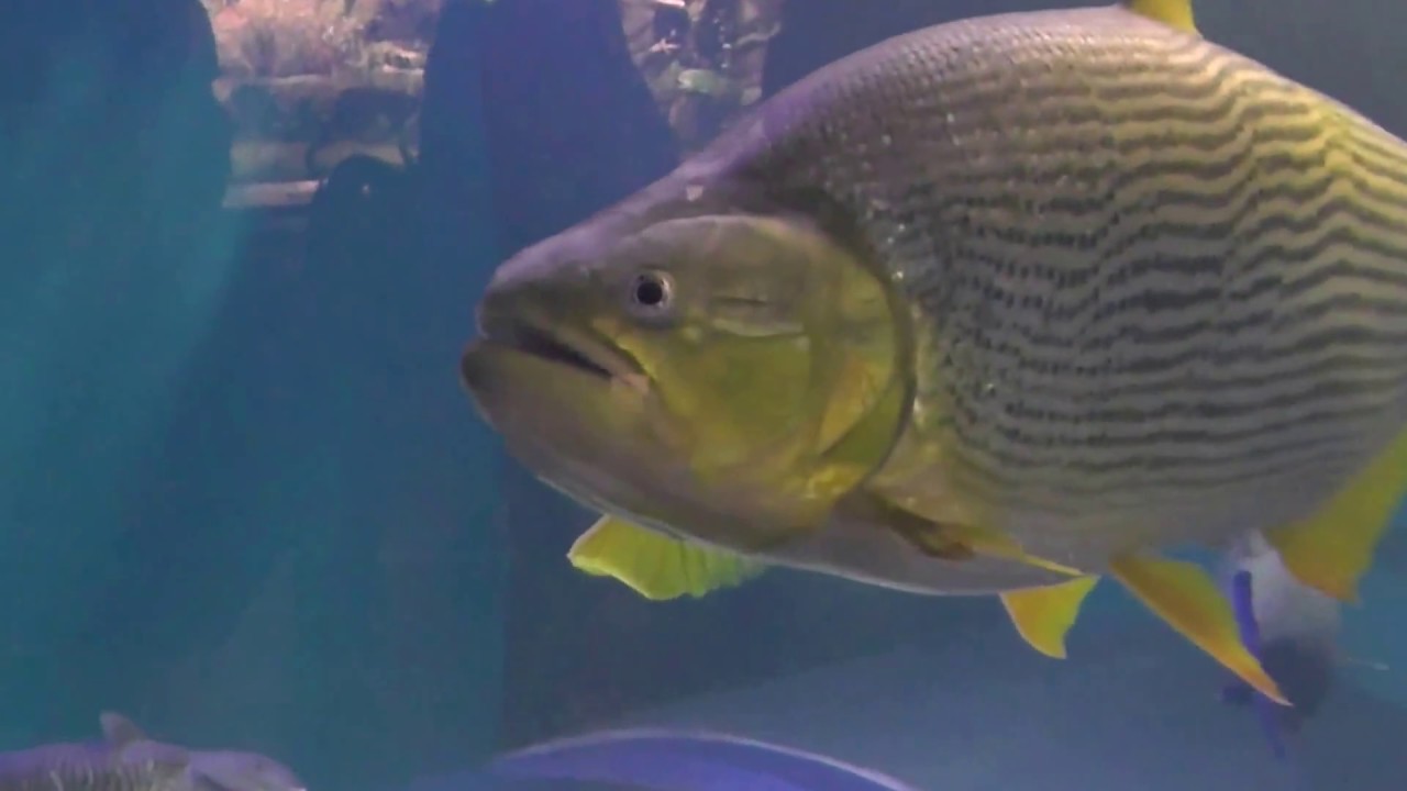 O aquário Suma Kobe JP Suma Marine Aquarium - YouTube