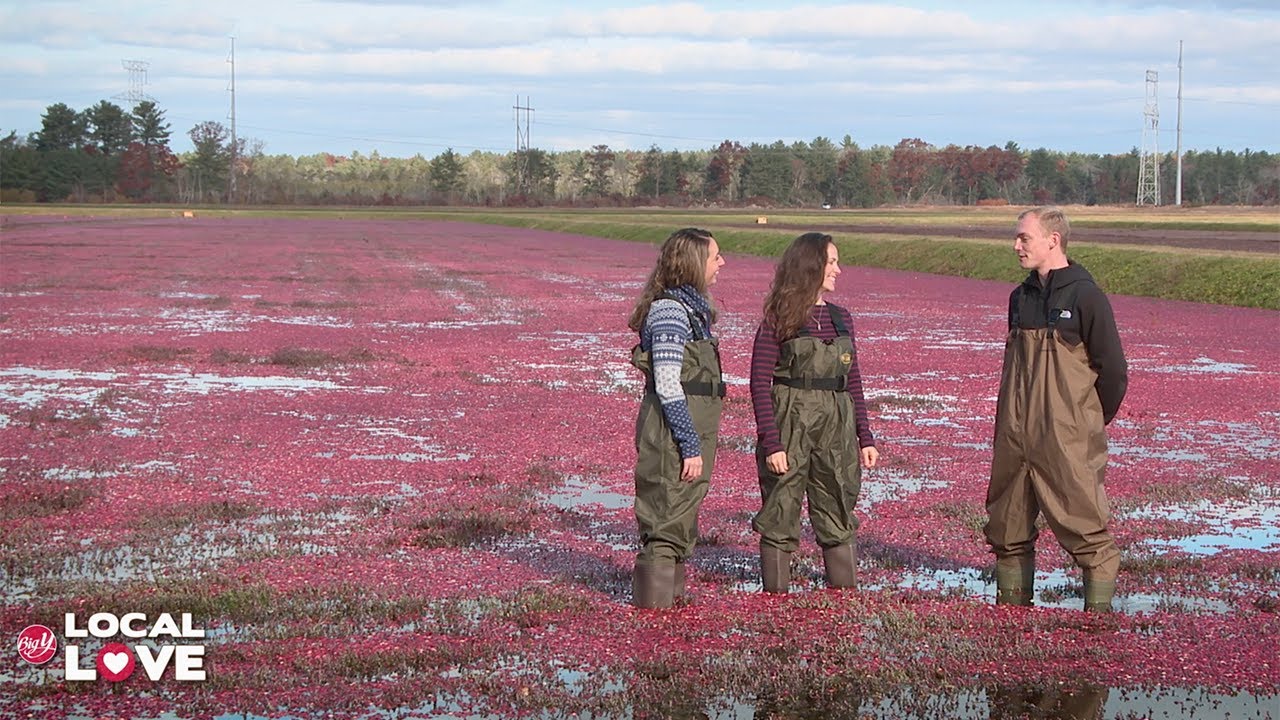 Cape Cod Select Cranberries in Carver, MA - Big Y Local Love - YouTube
