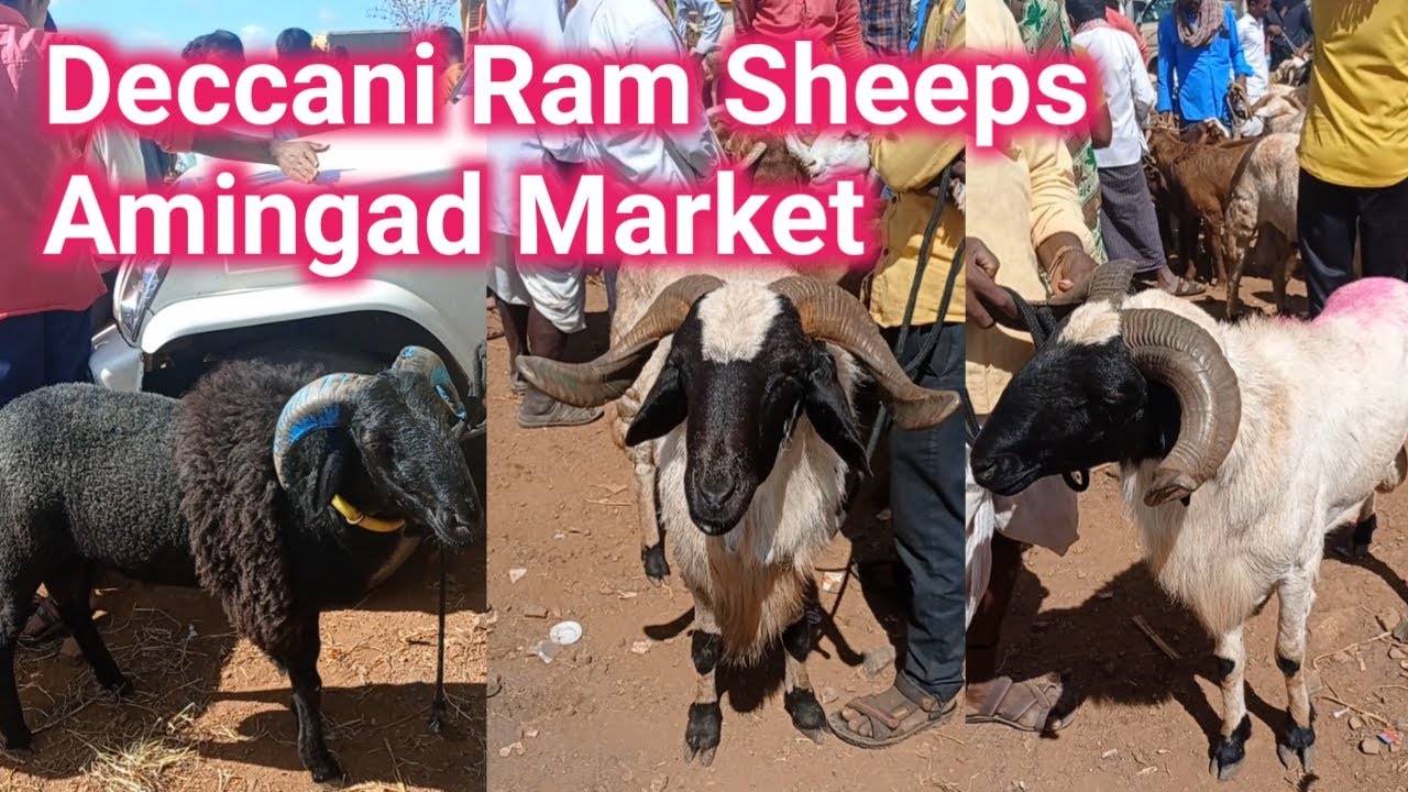 Episode -42| Amingad Ram Sheep Market, Bagalkot, Karnataka, India 24th ...