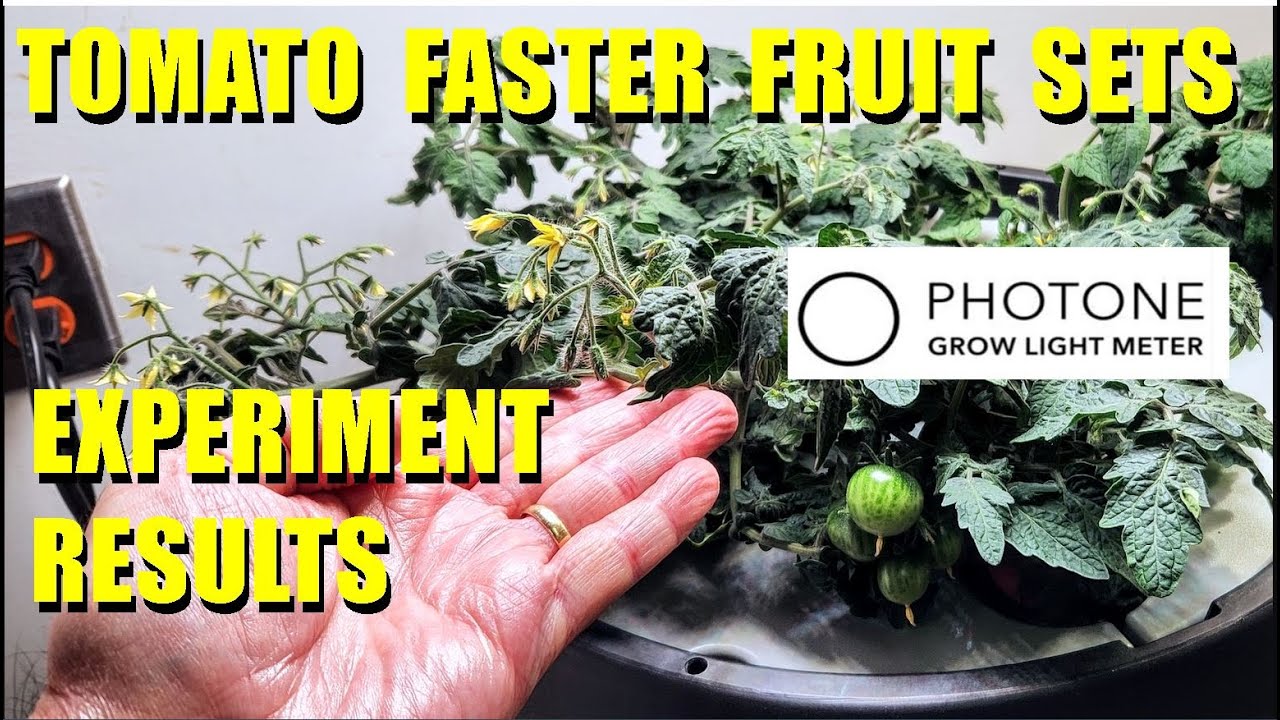 TOMATO FASTER FRUIT SETS EXPERIMENT RESULTS - YouTube