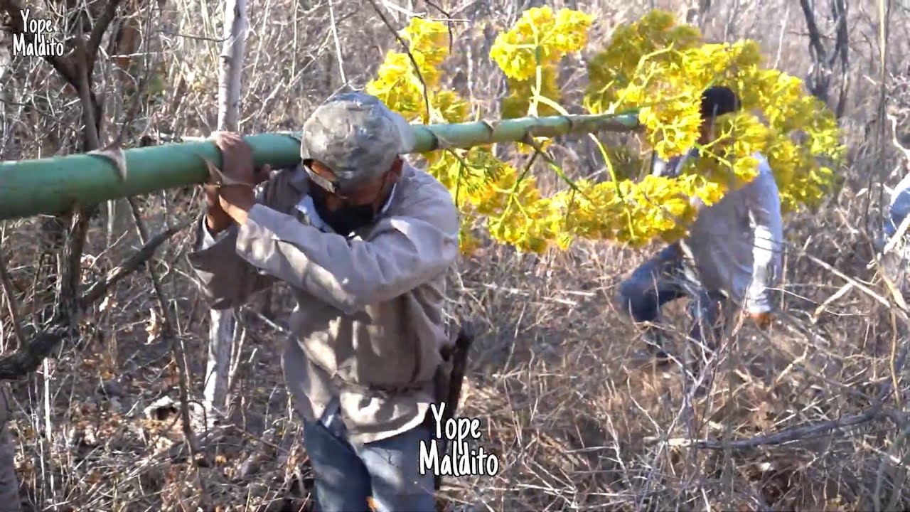 Asi Fuimos A Cortar El Quiote Para Adornar La Iglesia Del Pueblo Para ...