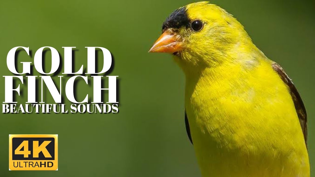 Beautiful Birds Goldfinch - 4K - Amazing Goldfinch Sounds - YouTube