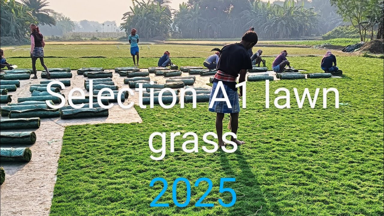 Grass Selection no 1 | लॉन घास | Carpet Grass - YouTube
