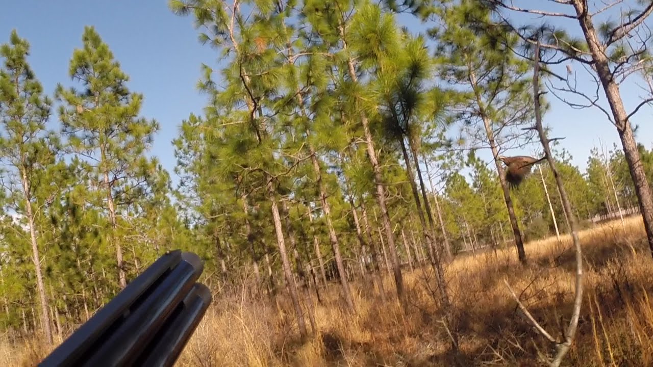 GoPro Slow Motion Quail Shot - YouTube