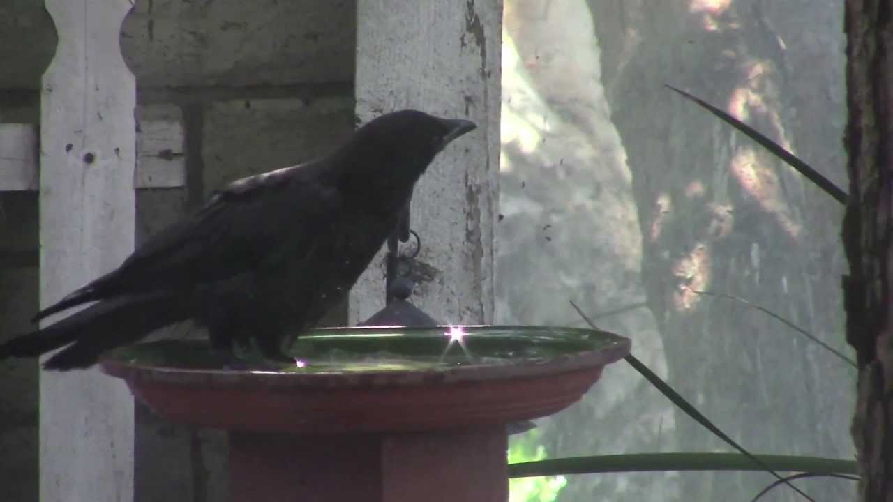 In the garden...Crow in the birdbath - YouTube