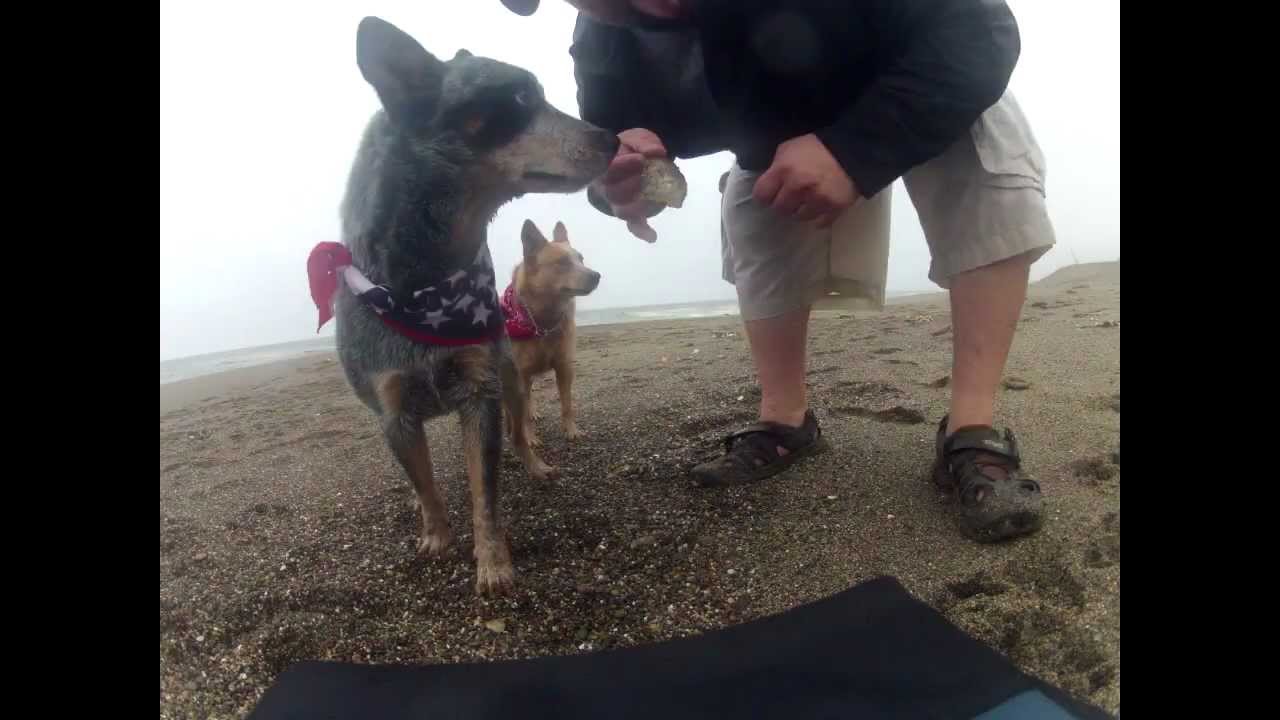 Cattle Dog Time Lapse - YouTube
