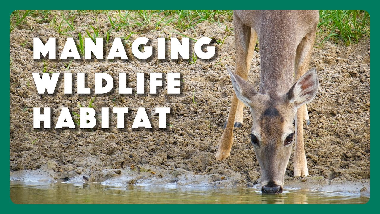 Wildlife Habitat Management - YouTube