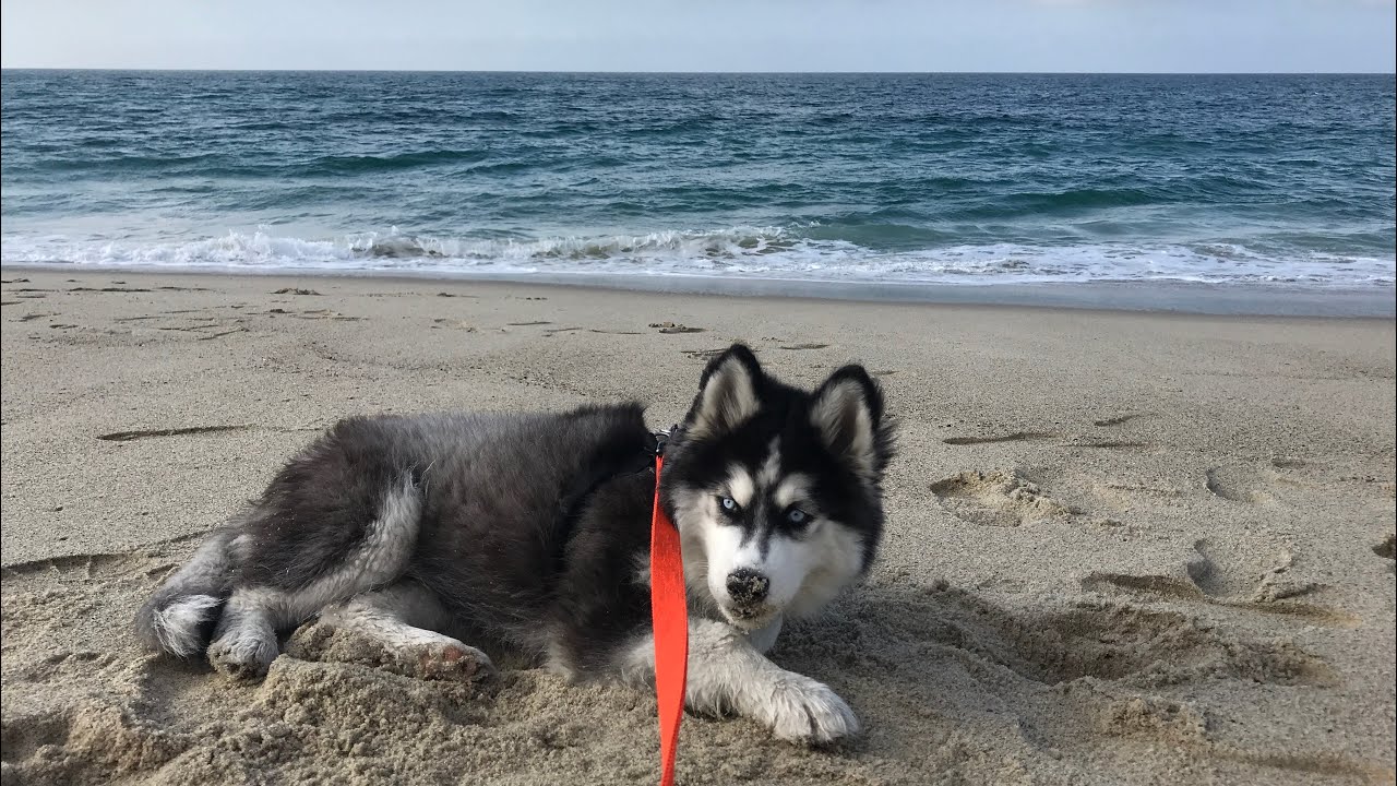 My 16 Week Old Husky Puppy Razor Sees the Ocean for First Time at ...