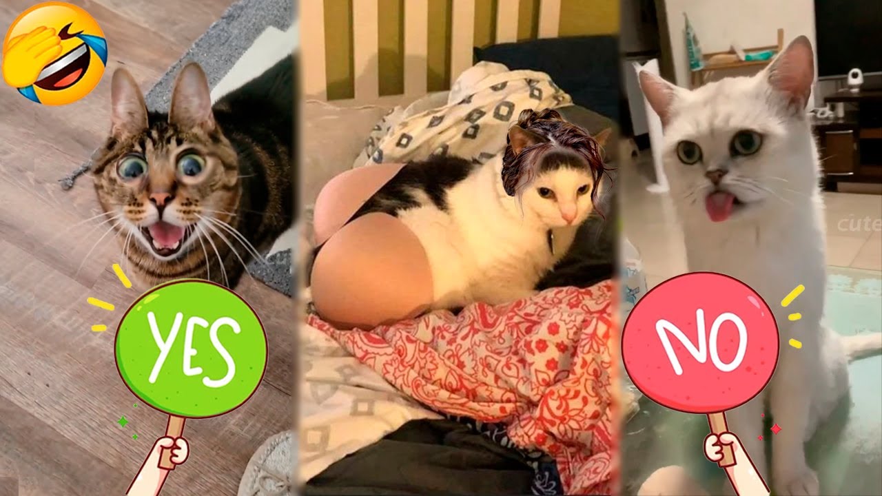 Amazing Crazy Cats Compilation of 2024 - YouTube