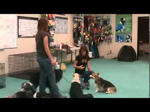 dog training Phoenix_Pack Management.mp4 - YouTube