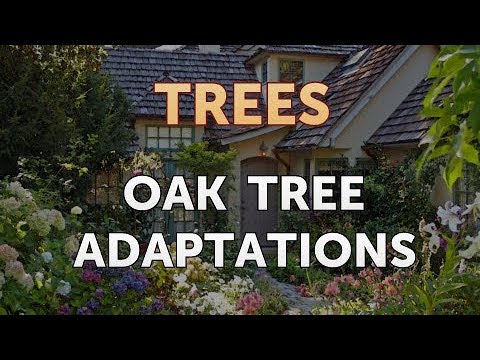 Oak Tree Adaptations - YouTube