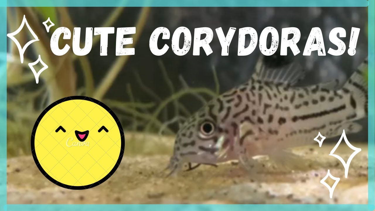 SUPER CUTE!! ʕ ᵔᴥᵔ ʔ Corydoras Fish Swimming Around 🐠 🐟 - YouTube
