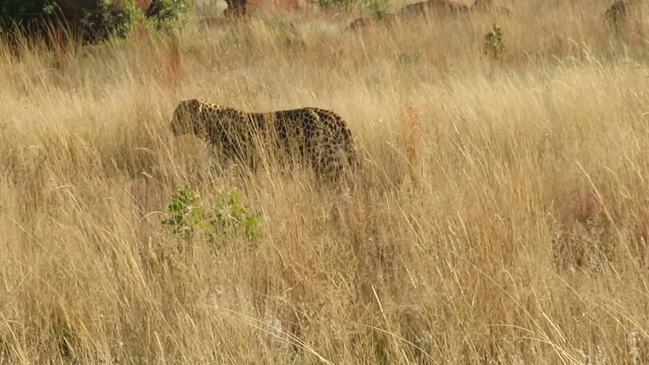 Our wild leopard boys - YouTube
