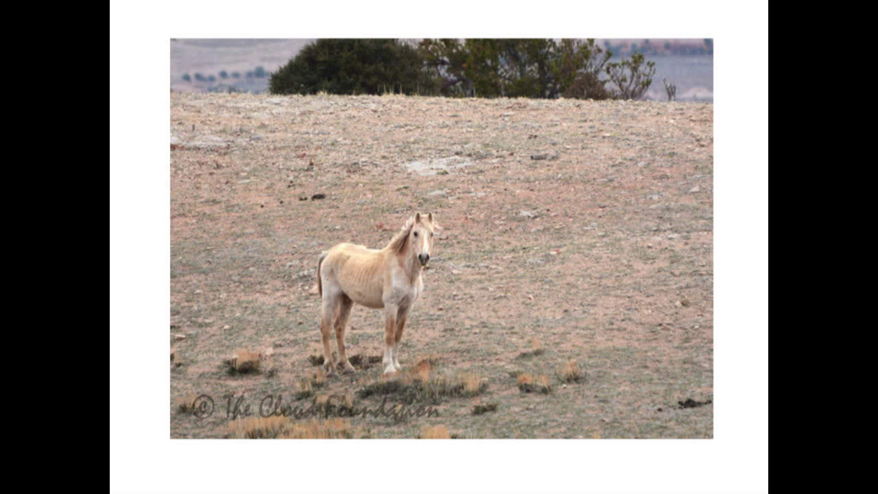 2015 American Equine Summit (Video #8) - Debbie Coffey - YouTube