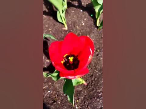 Тюльпаны! - YouTube